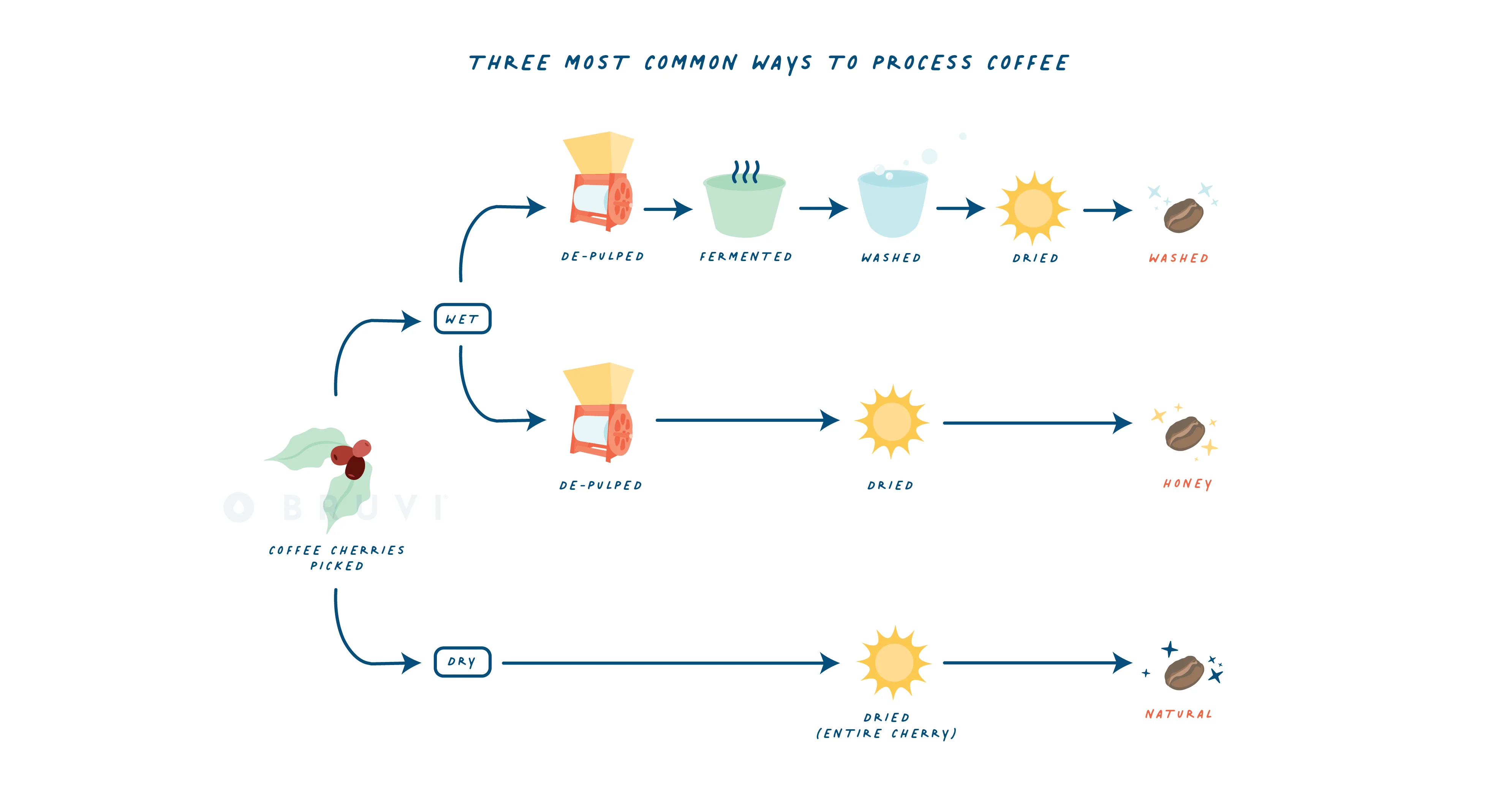 Coffee Processes - Blog